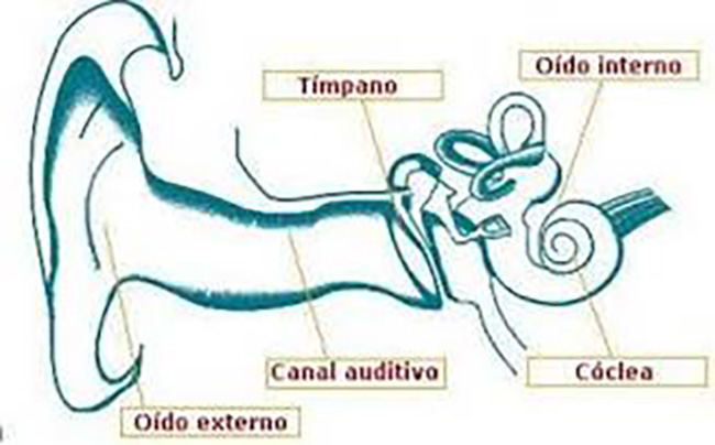 Sentido Auditivo: La experiencia del sonido