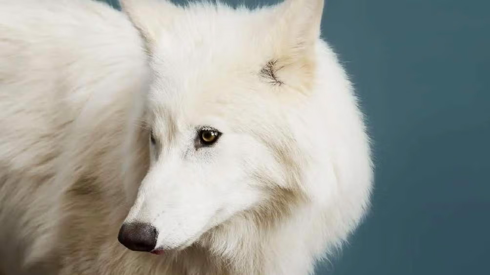 ¿Ético o no? Cientificos 'reviven' al extinto lobo terrible gracias a ...