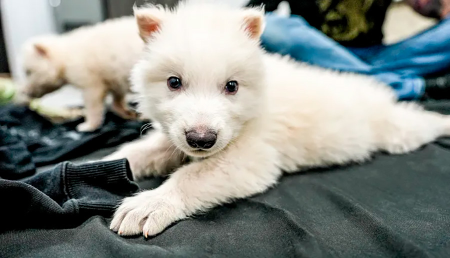 ¿Ético o no? Cientificos 'reviven' al extinto lobo terrible gracias a ...